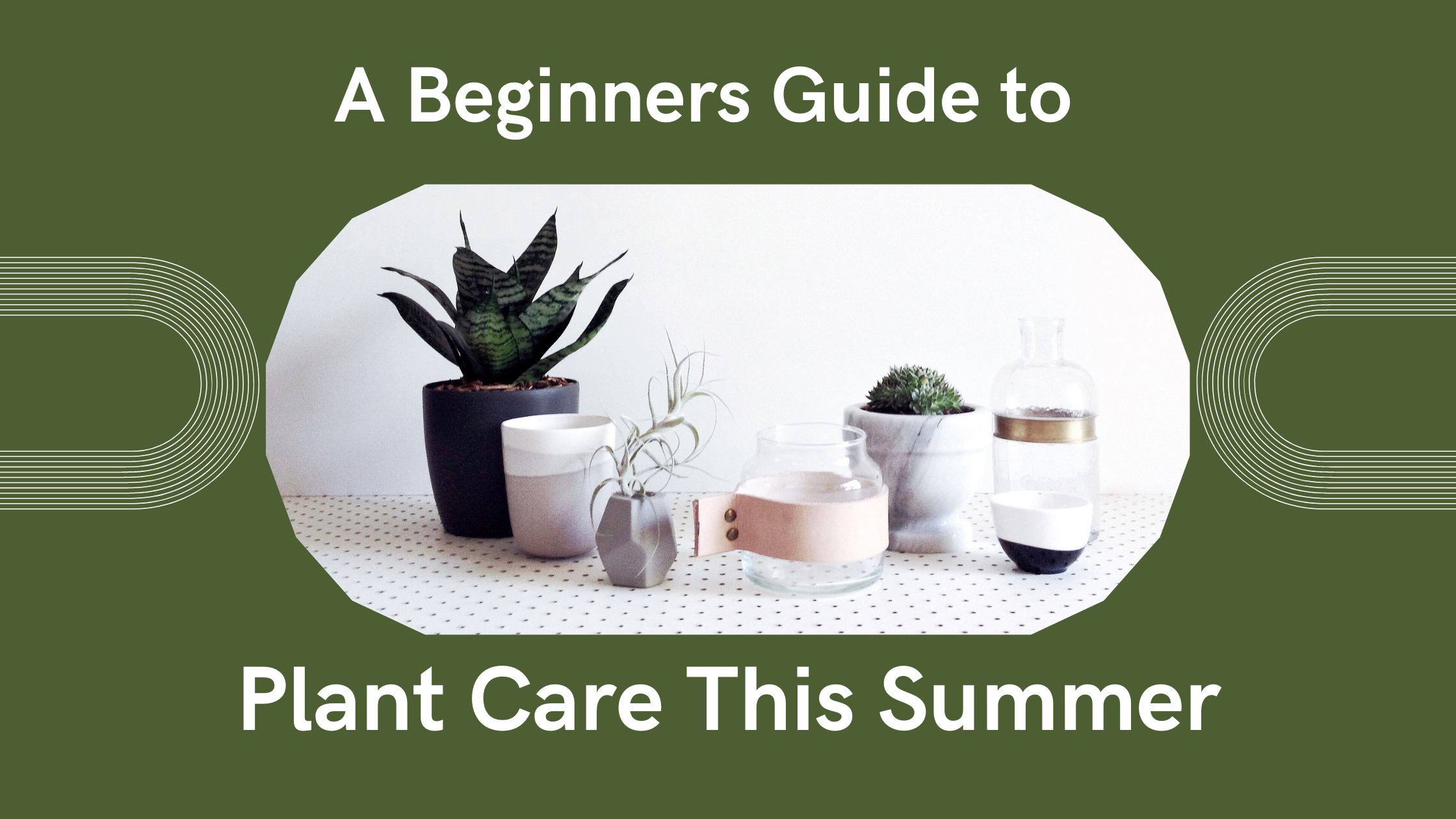 A Beginners Guide to Plant Care This Summer – Flower Works