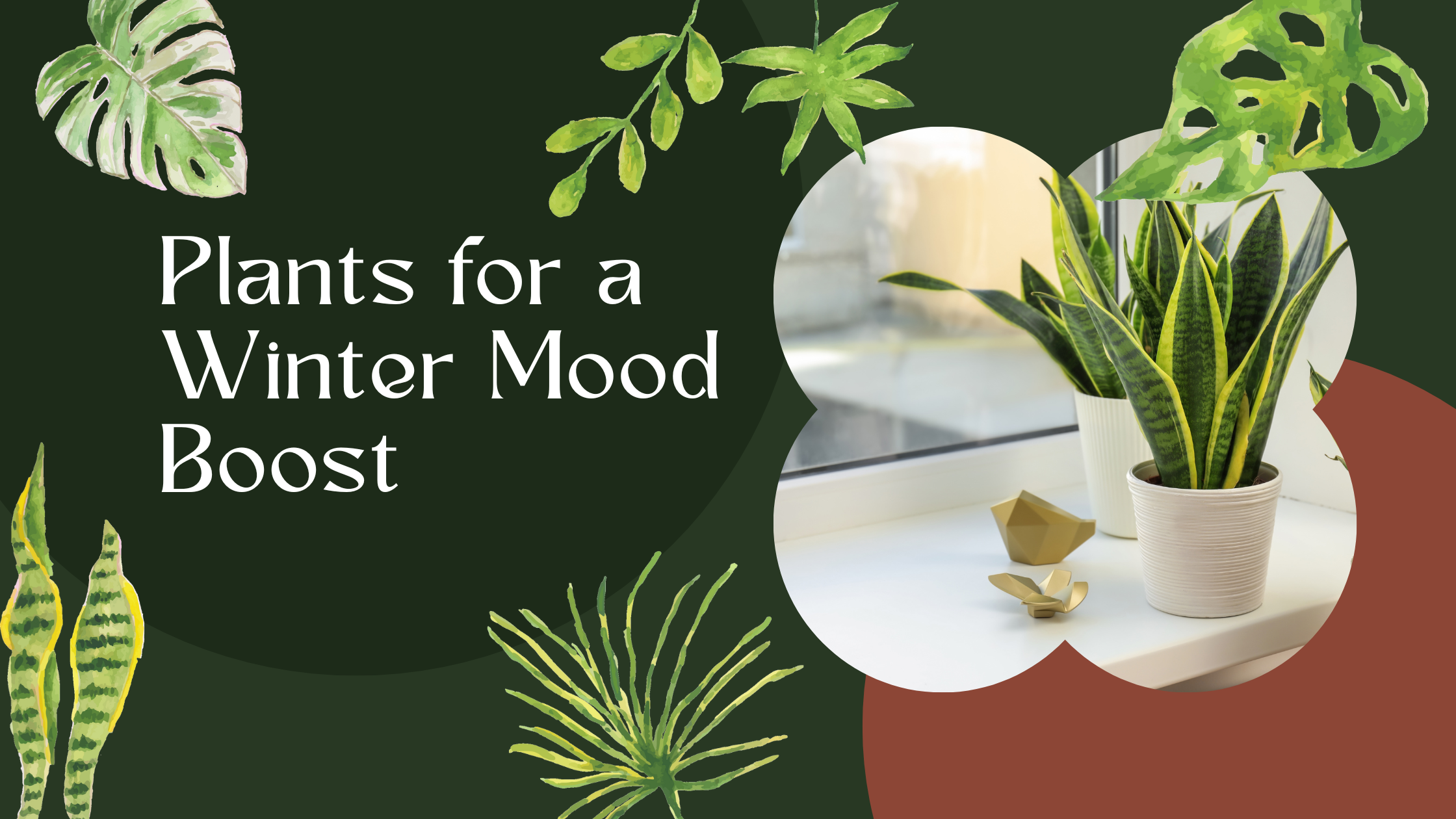 Top 5 Plants for Uplifting the Winter Mood – Flower Works