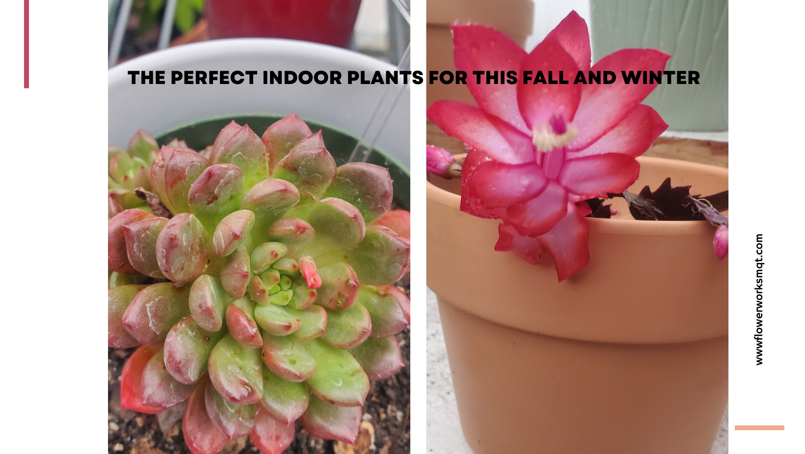 The Perfect Indoor Plants for This Fall and Winter – Flower Works